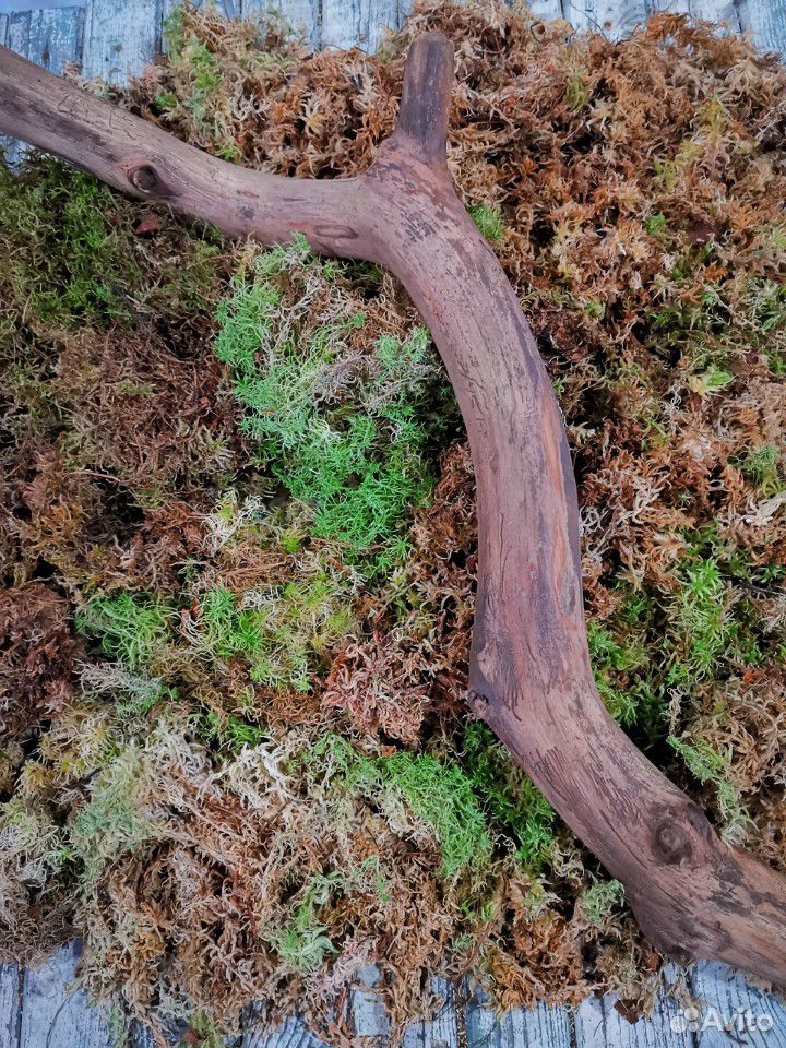 Коряга для террариума, питона, рептилий, игуан