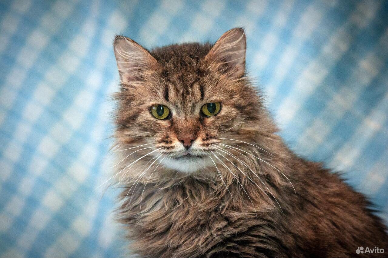 Брутальный кот в самые добрые руки