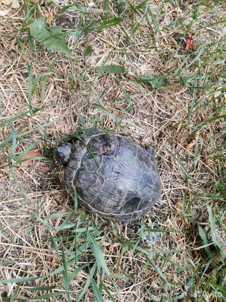 Черепаха сухопутная