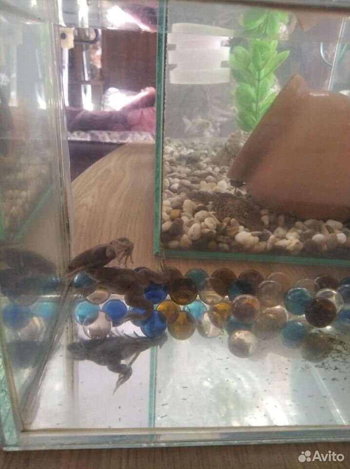 Шпорцевые лягушки