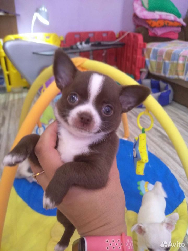 Чихуахуа мини