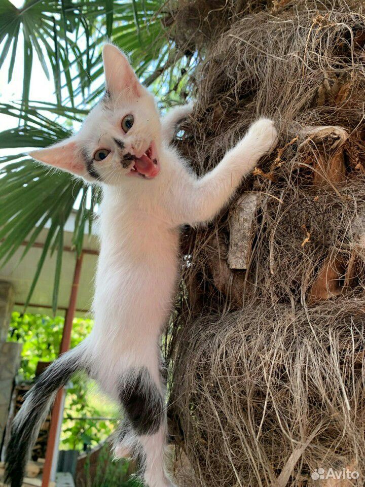 Котенок редкой красоты