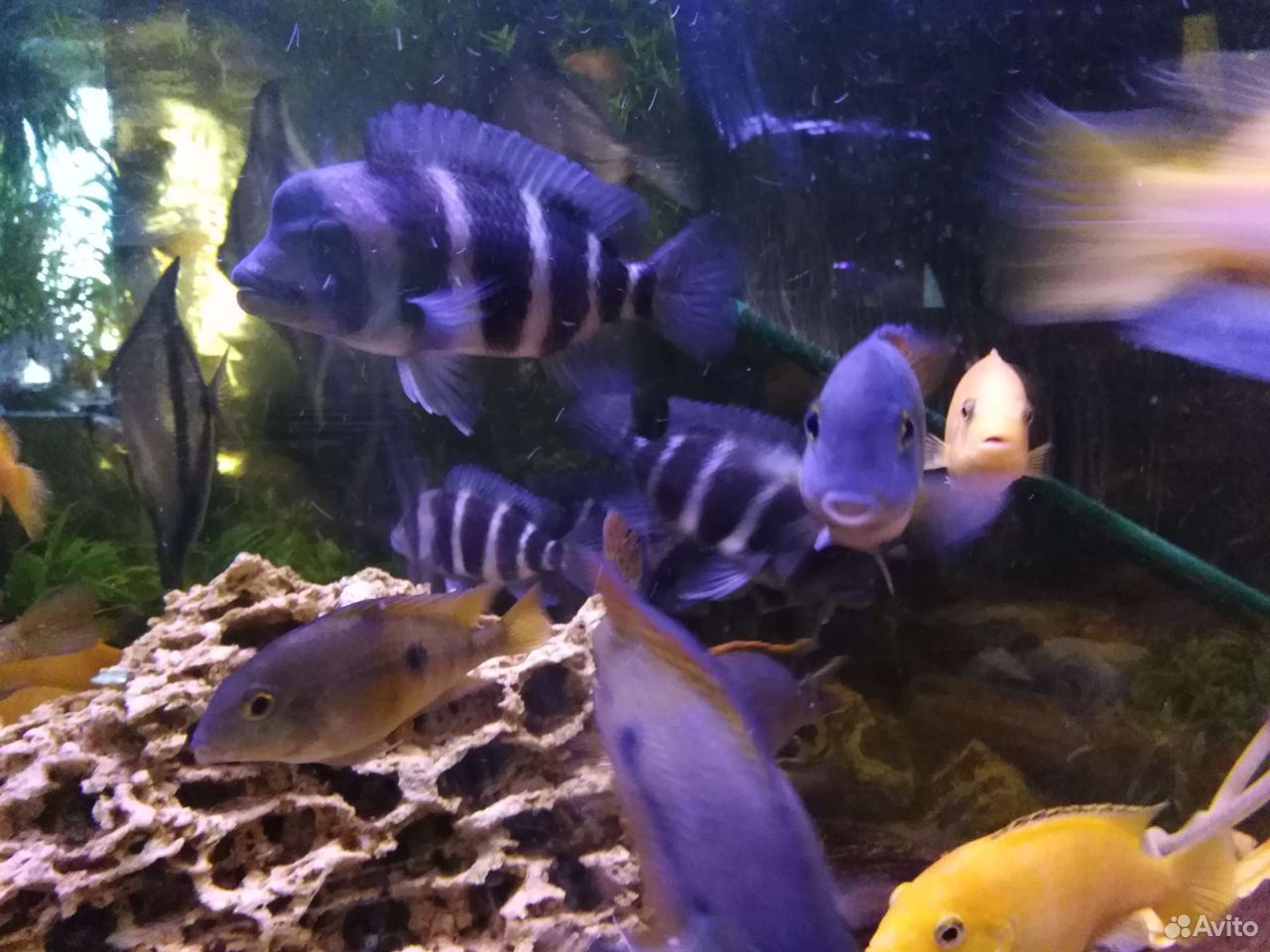 Фронтоза. Джексон. Монодактил