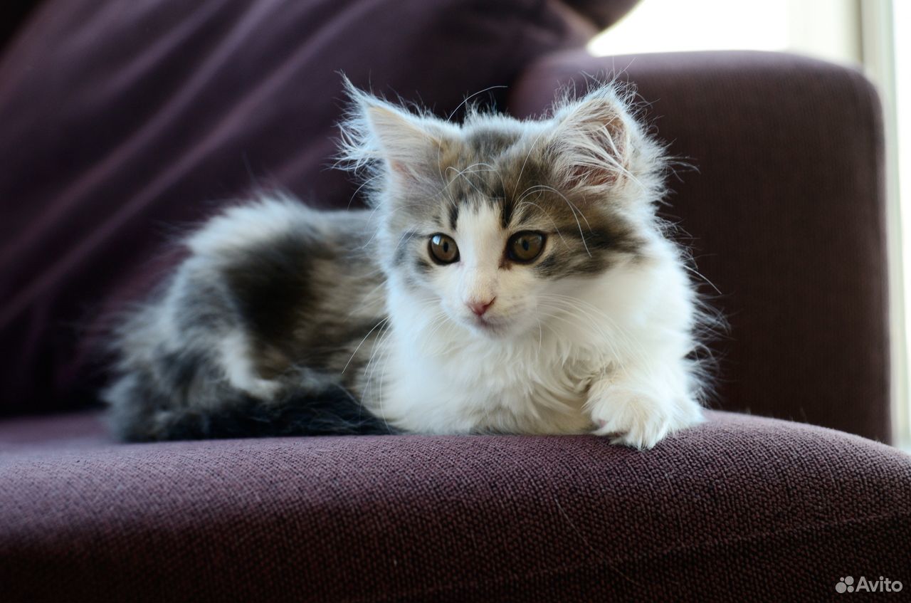 Котенок норвежской лесной 3 мес.девочка