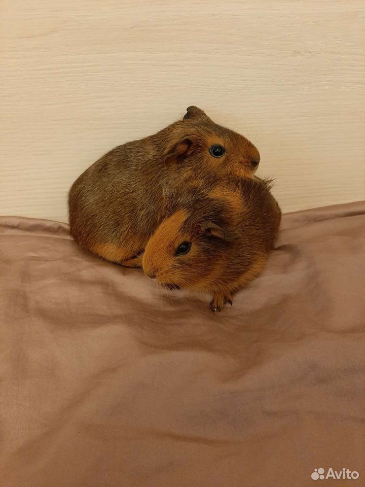 Морские свинки