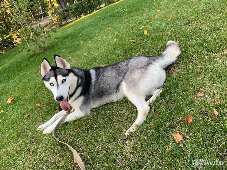 Харли ищет самую надежную семью