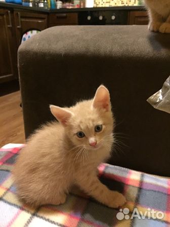 Кошечка Кристи 1,5 месяца