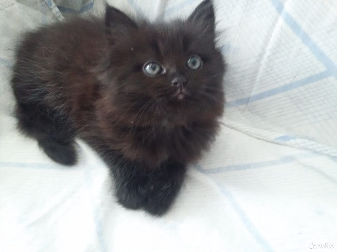 Черного окраса девочка