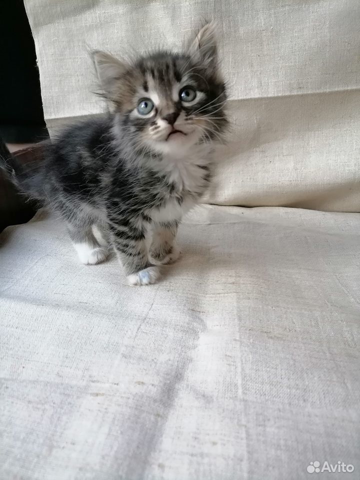 Мини тигрица