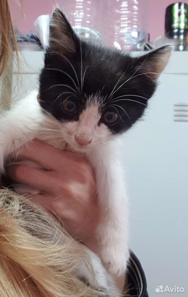 Котят предали. Ищем им дом