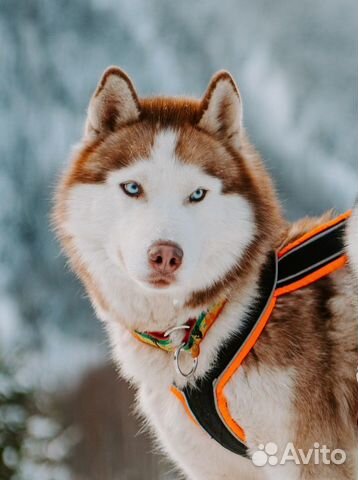 Кобель хаски