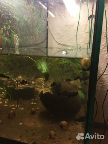 Аквариум с рыбками, улитками и растениями