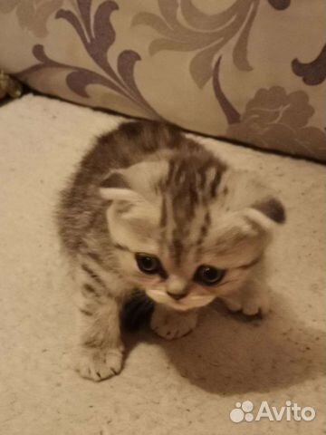 Продаю британских котят