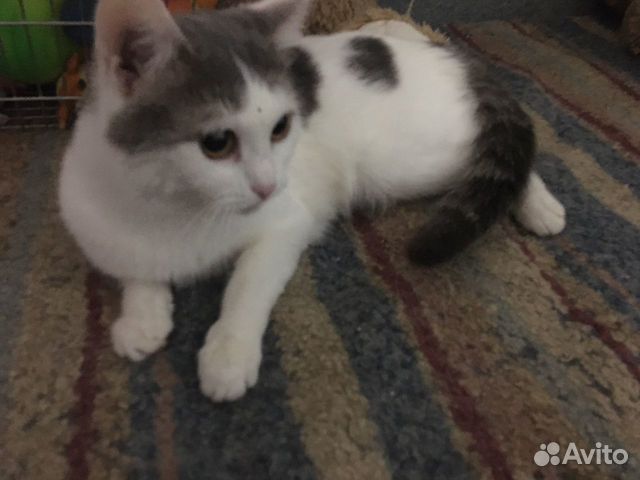 Кошка в добрые руки