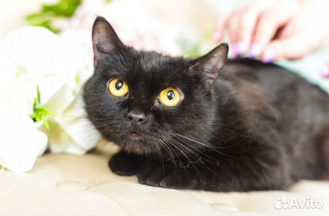 Кошка бесплатно