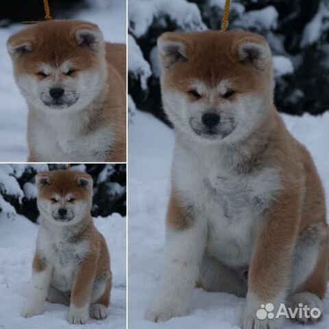 Акита плюшевый красавчик
