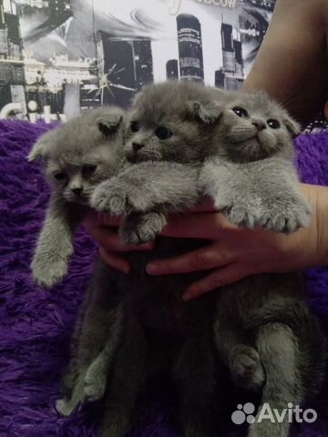 Шотландские вислоухие котята