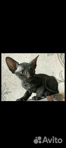 Донской сфинкс котята