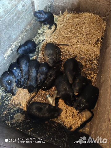 Продаю нутрий