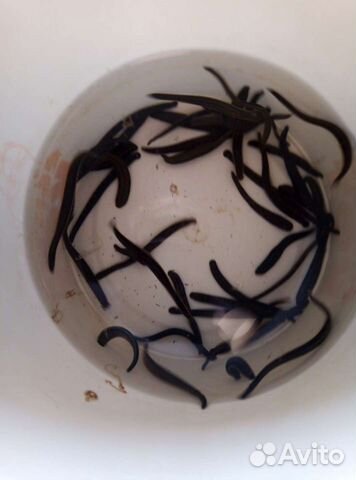 Медицинские пиявки