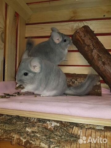 Шиншиллки шиншиллята