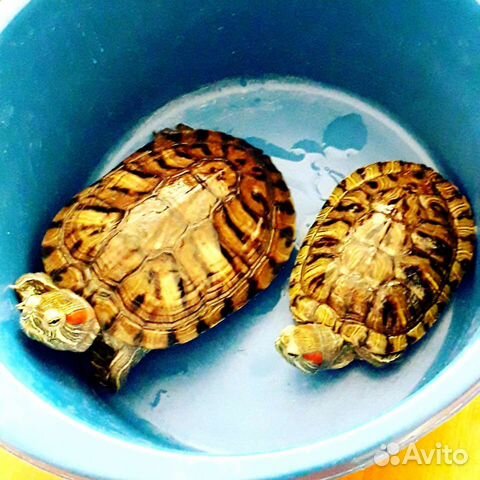 Черепахи красноухие, 2 шт