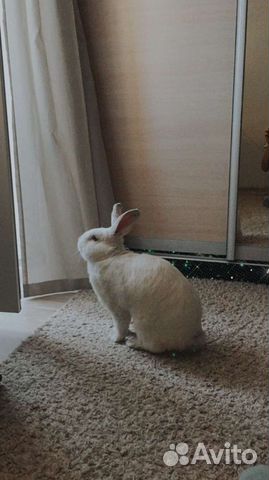 Вязка кролика (самец)