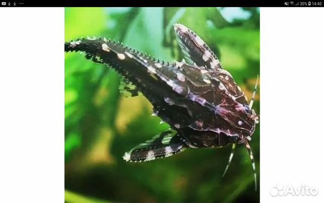 Сомик Агамикс