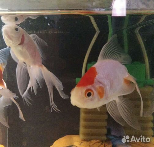 Золотые рыбки