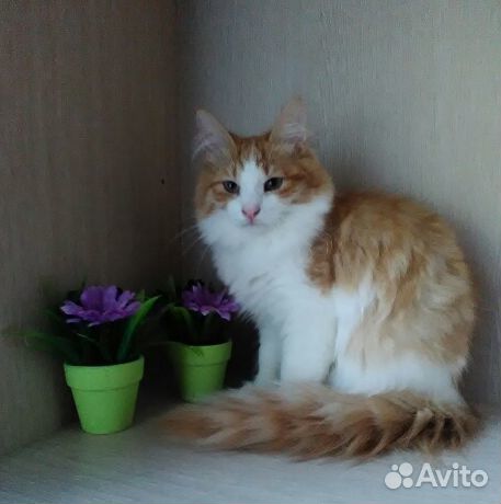 Сибирский котик