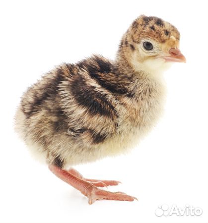 Индейка суточная В Ставрополе