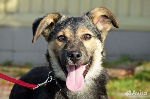 Собака в добрые руки щенок