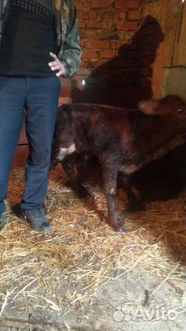 Продаётся телочка 31 02 2021 отелилась от молочной