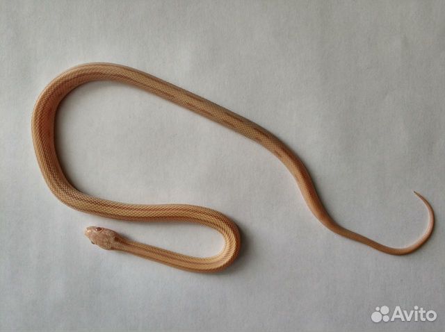 Маисовый полоз