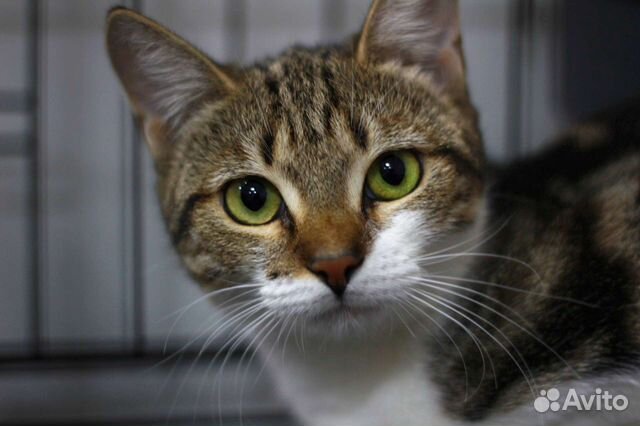 Мраморенок Калли, молоденькая кошка, 1 год