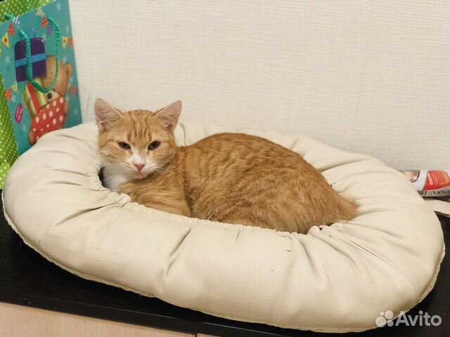 Котенок 3 месяца в добрые руки