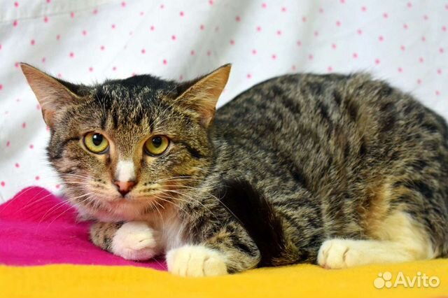 Платоша тигровый мальчишка в белых носочках