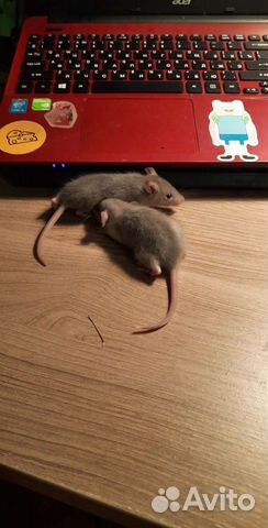 Породистые крысята дамбо до любого метро