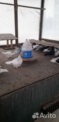 Голуби высоколетные