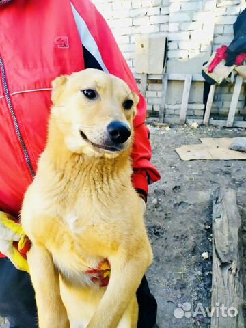 Помесь с ретривером в добрые ручки