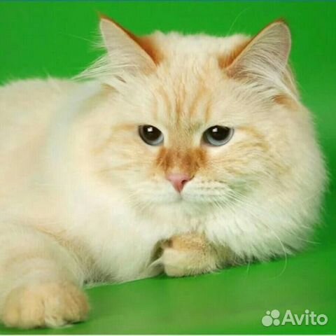 Невская маскарадная