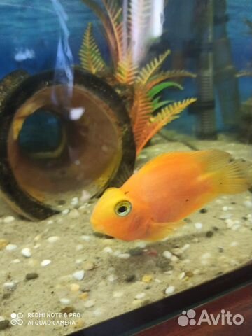 Рыбы попугаи, рыба доллар