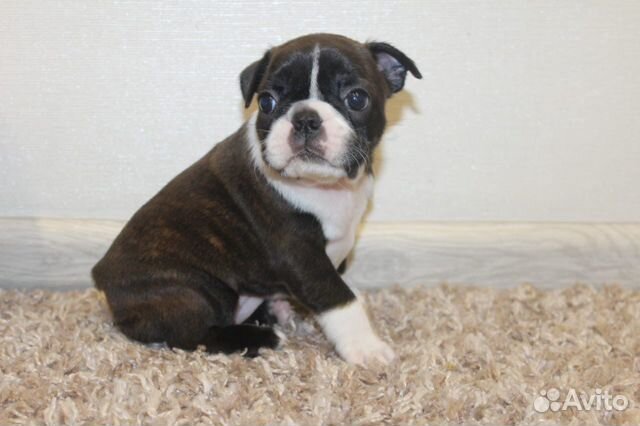 Бостон терьер