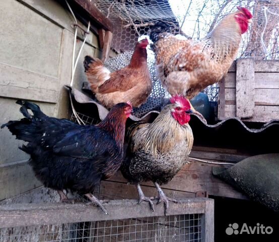 Яйца инкубационные от домашних кур