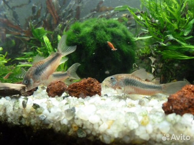 Коридорас золотистый, криптокорины и др