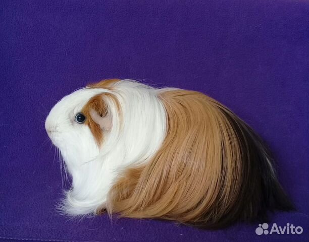 Морская свинка