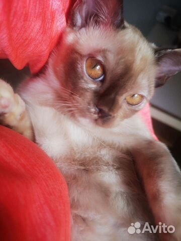 Бурма с родословной