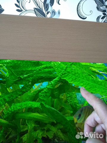 Аквариумное растение