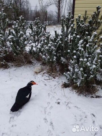 Мускусные утки
