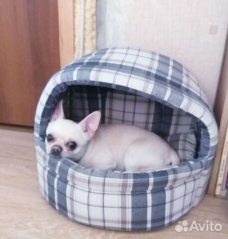 Чихуахуа стандарт Ищем невесту)